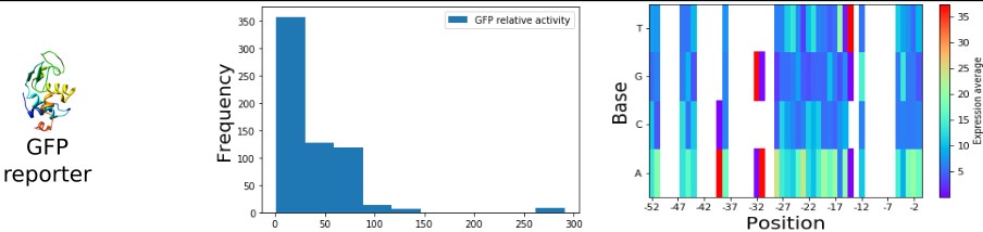 Insight to gene expression from promoter libraries with the machine ...